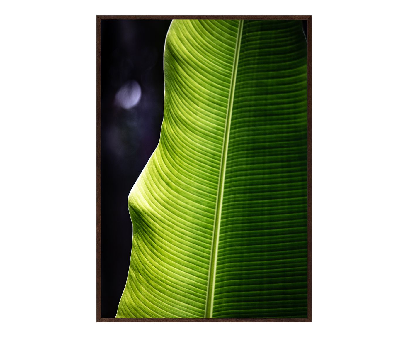 Pôster Folhagens Quaraci - 83X118X5cm | Westwing.com.br